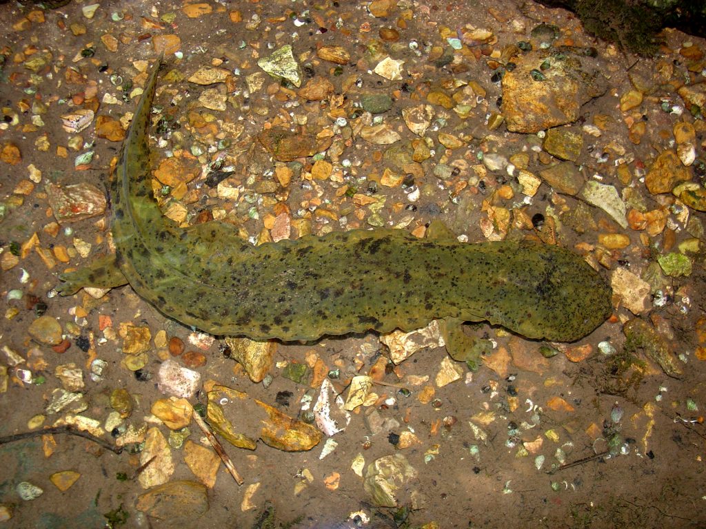 Hellbender conservation in the Ozarks, Great Smoky Mountains – Research ...