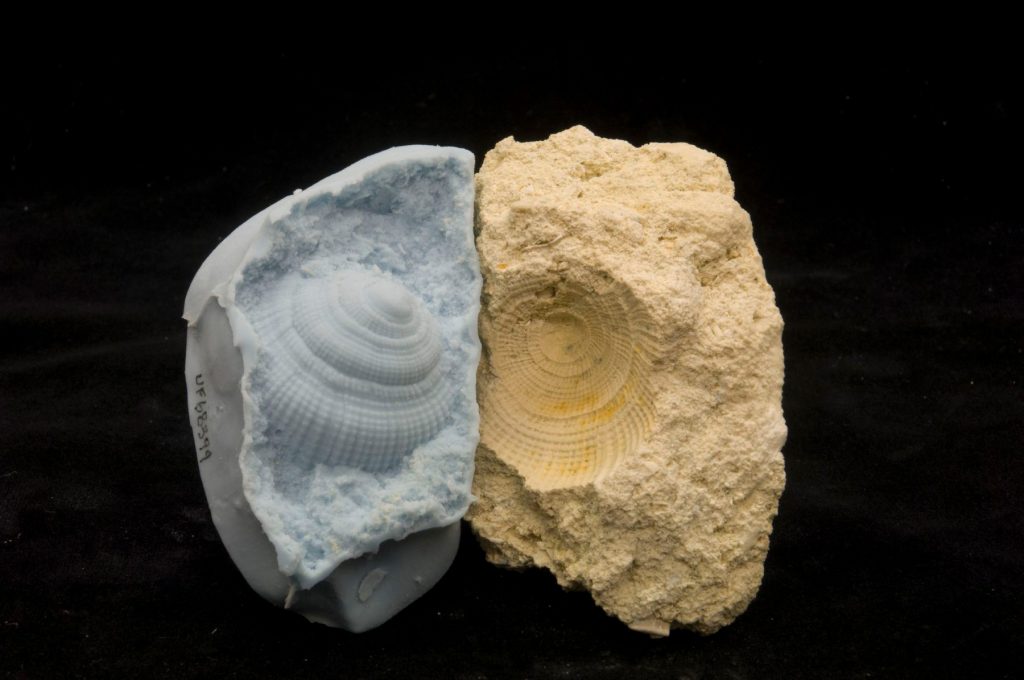 Phantom fossils: ancient impressions of marine organisms – Research News