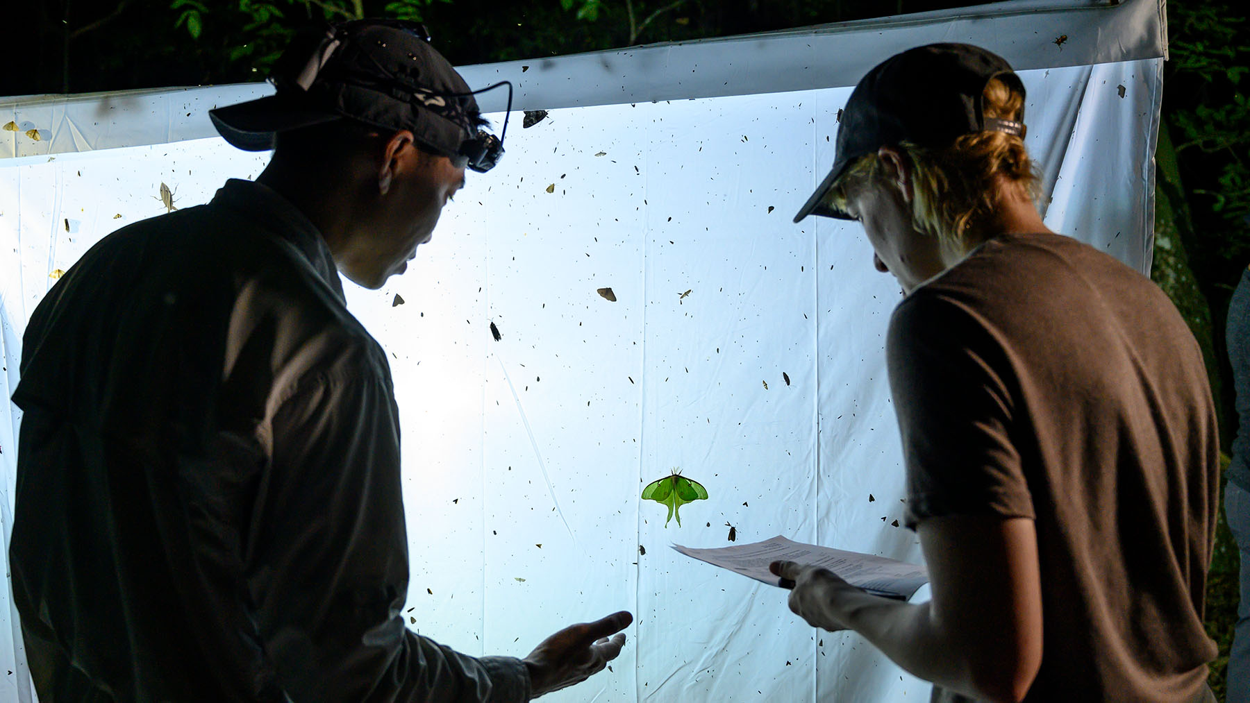 Why Science? Lepidopterology – Research News