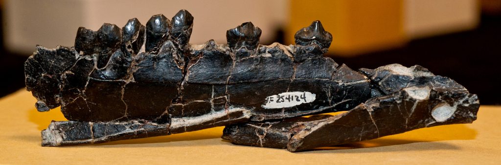 New ancient camels from Panama Canal excavation named – Research News