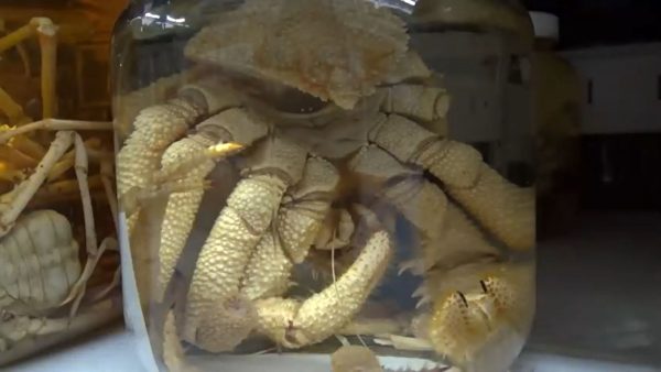 Crab Research – Florida Museum Science