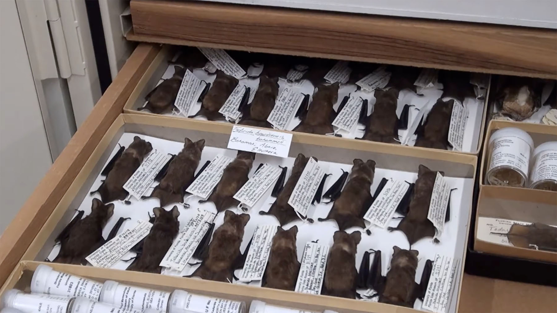 Bat Dispersal in the Bahamas – Research News