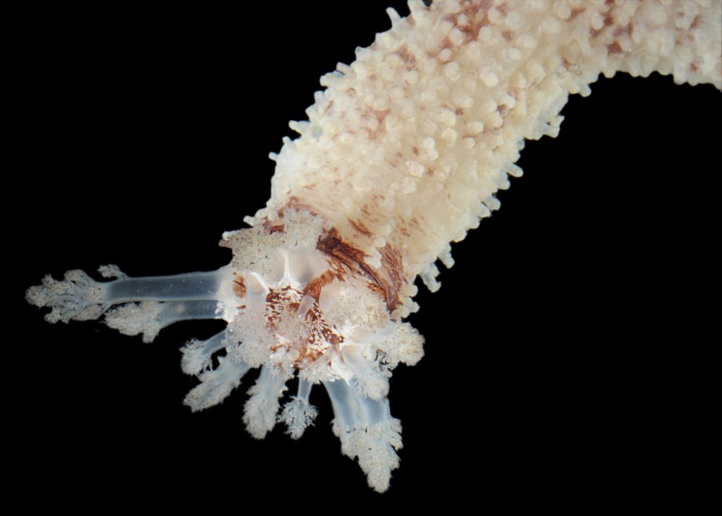 Rewriting the evolutionary history of sea cucumbers – Research News
