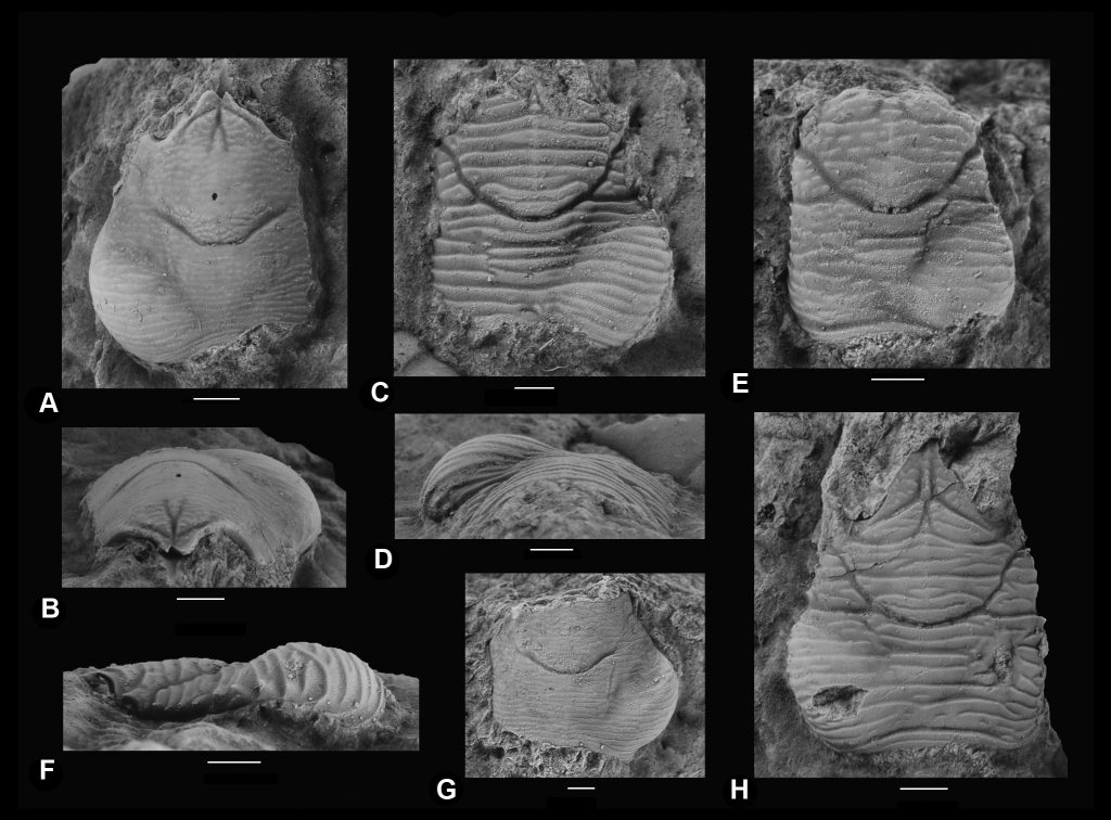 180 million years of parasitic infestation in crustaceans – Research News