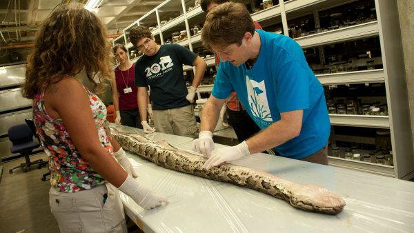 Invasive species – Florida Museum Science