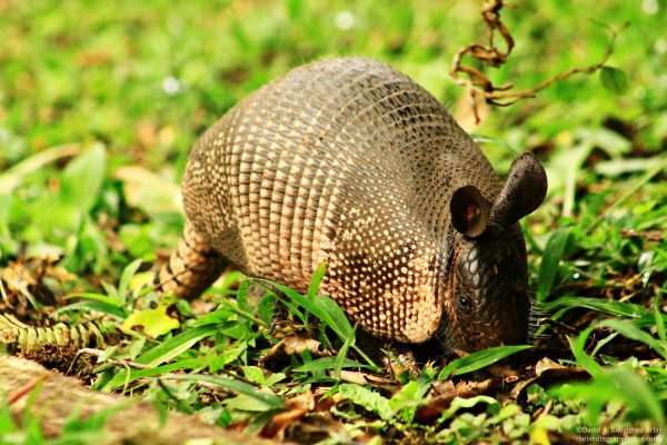Five Facts: Nine-banded armadillo – Florida Museum Science