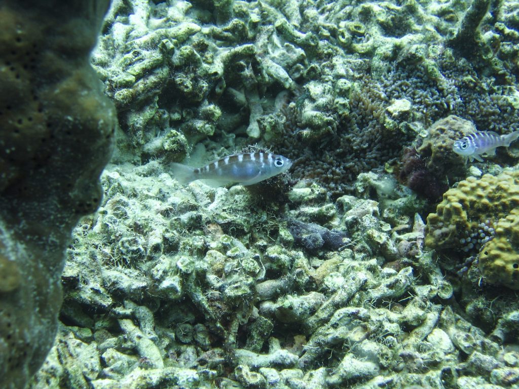 Relationship advice from a gender-bending fish – Research News