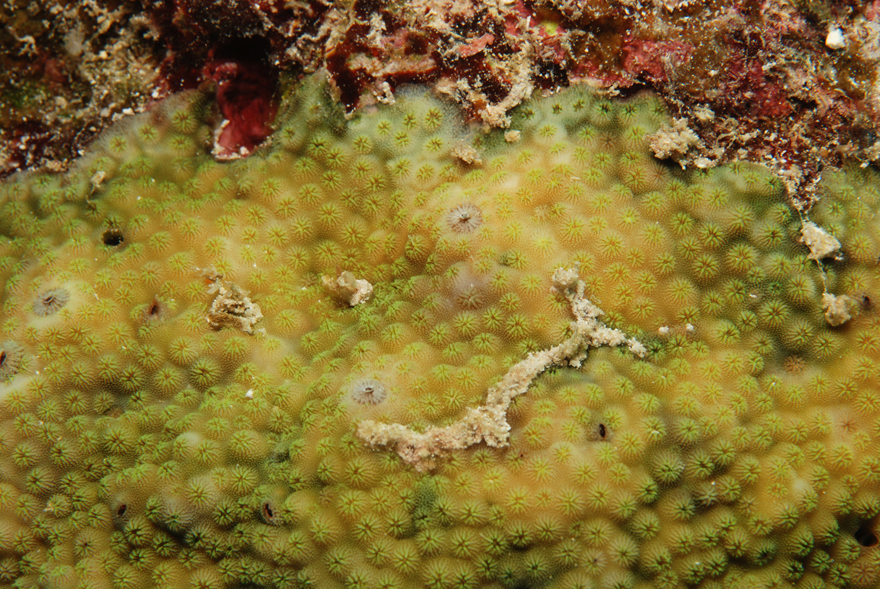 Five Facts: Barnacles – Florida Museum Science