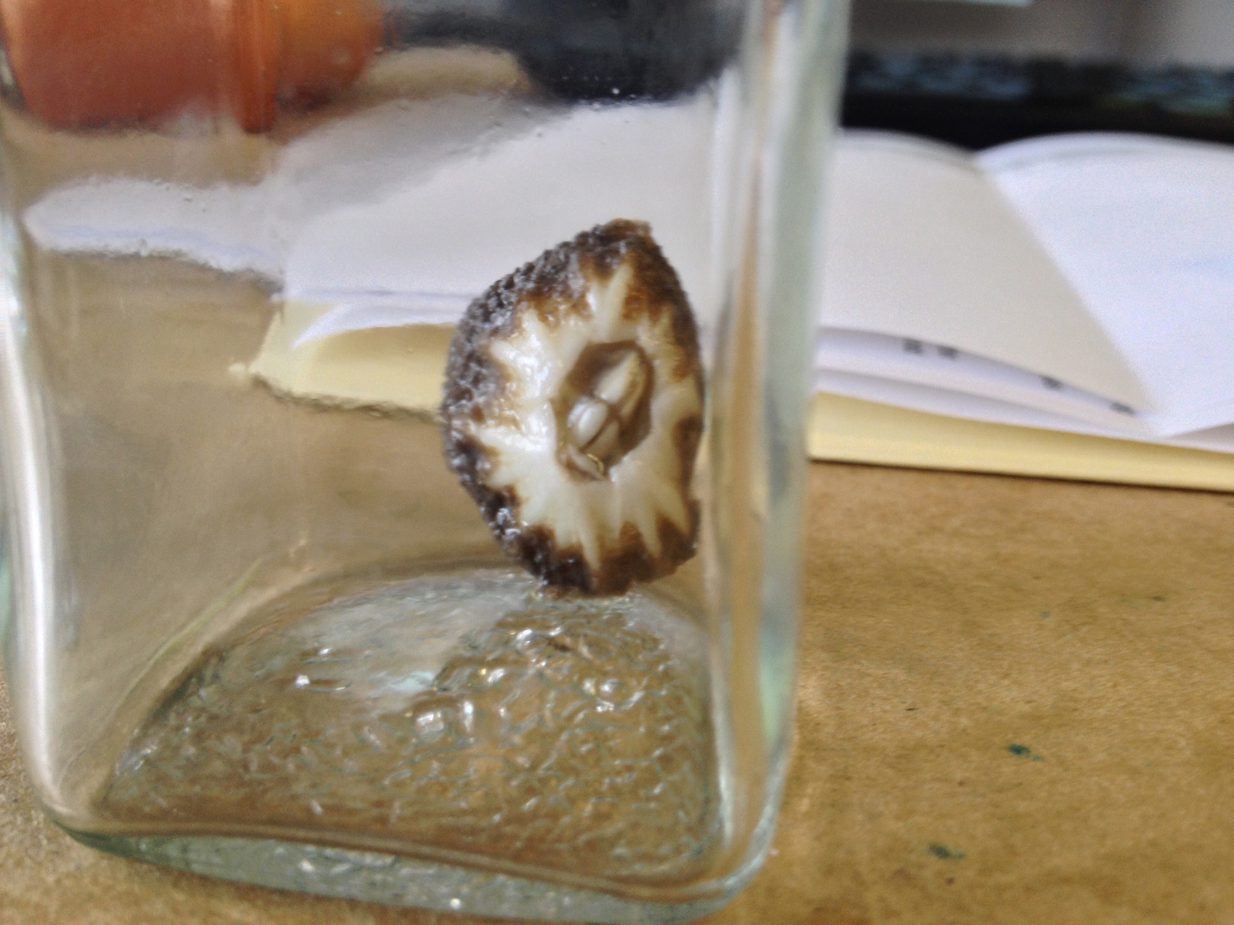 Five Facts: Barnacles – Florida Museum Science