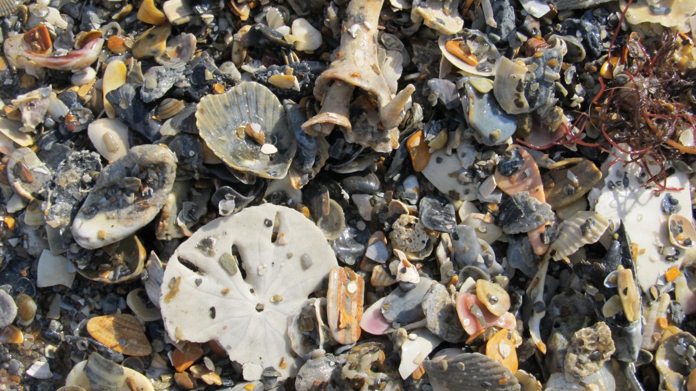 Mollusk graveyards are time machines to oceans’ pristine past ...