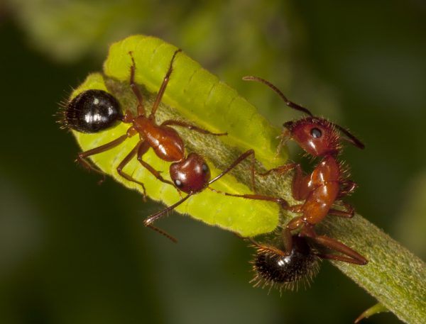 Miami Blue Butterflies – Research News