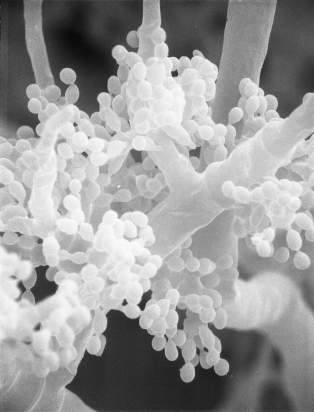 Two new fungi phyla considered ‘discovery of a lifetime’ – Research News