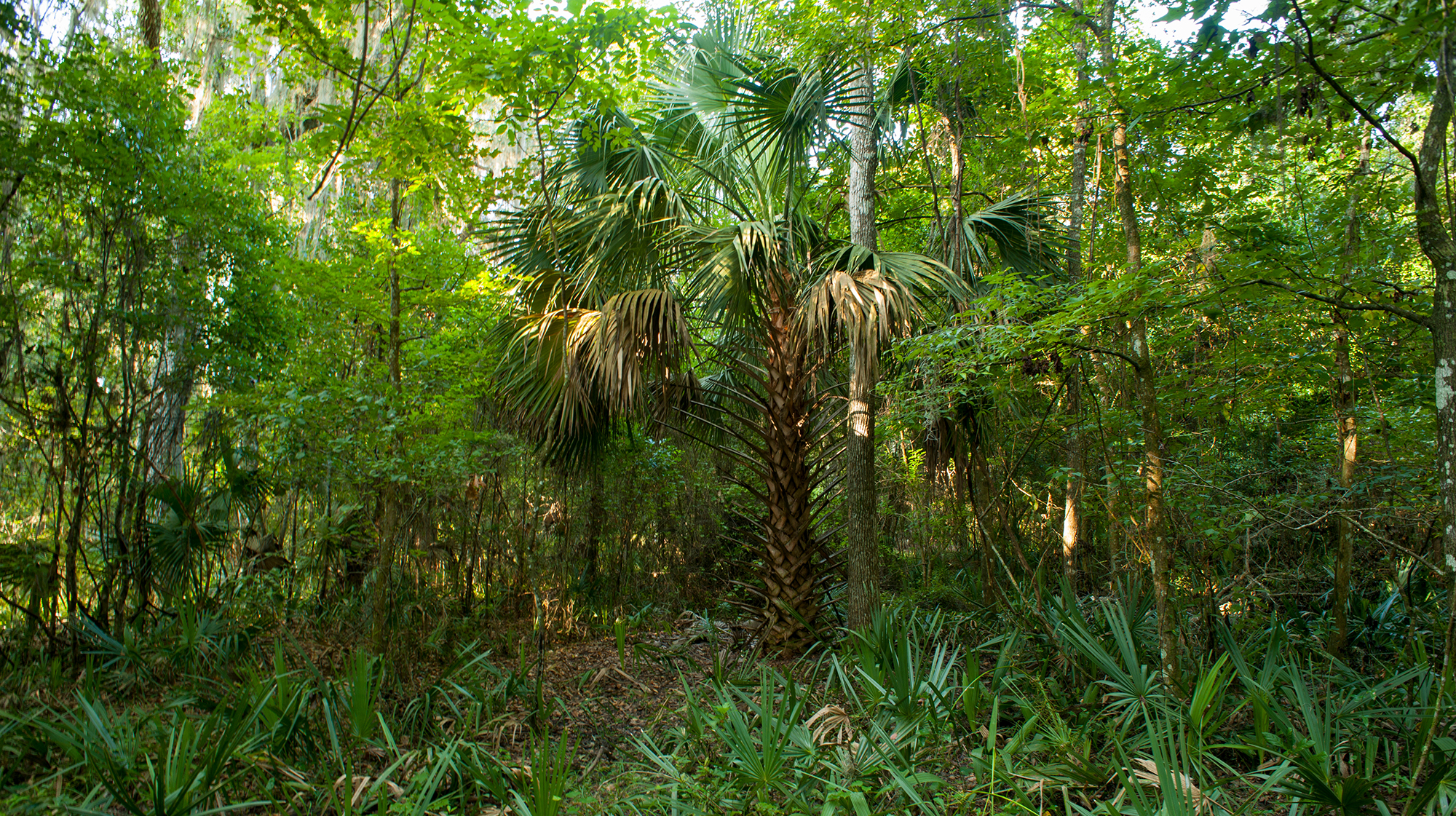 Tropical Rainforest In Florida