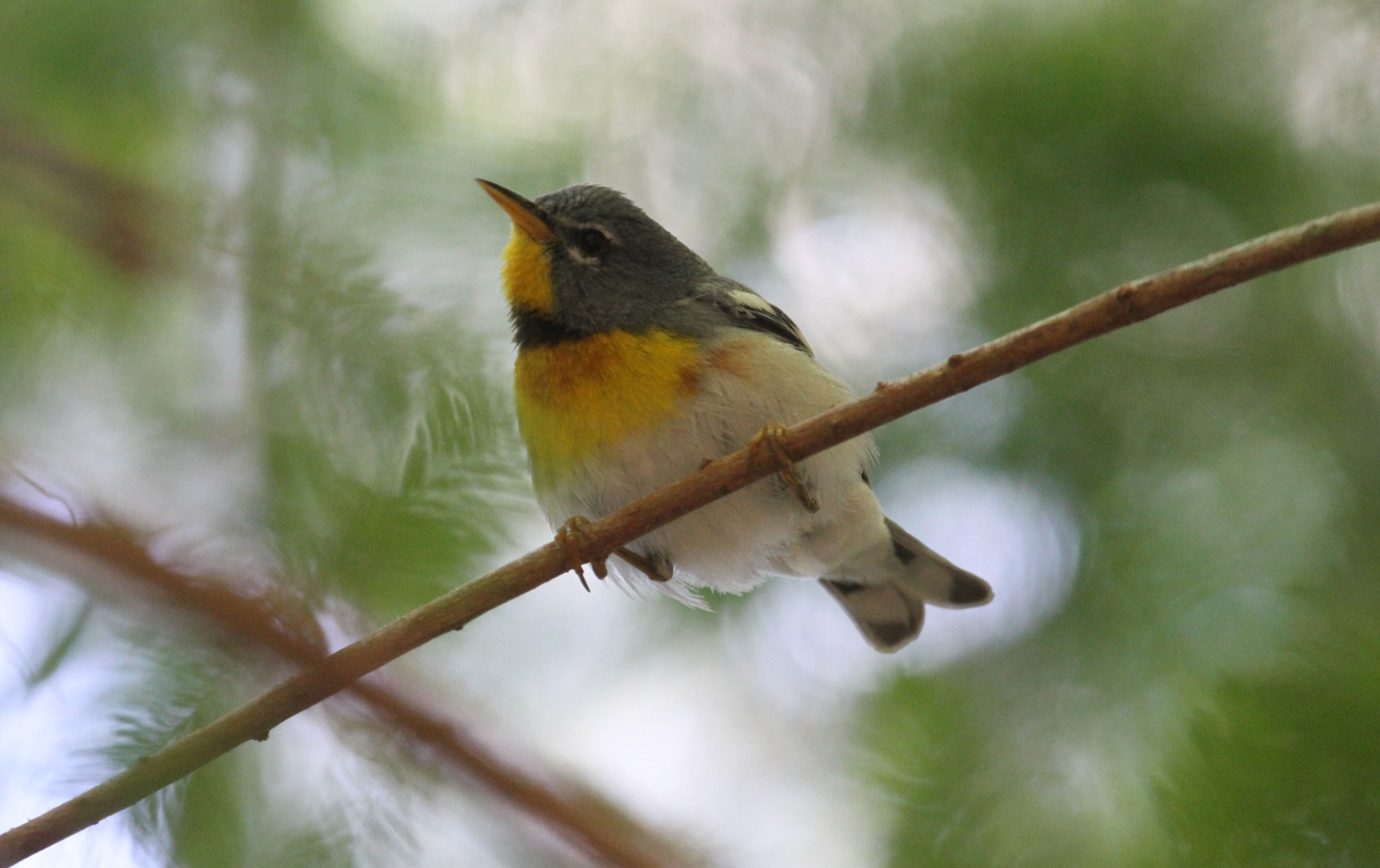 Migratory birds bumped off schedule as climate change shifts spring – Research News