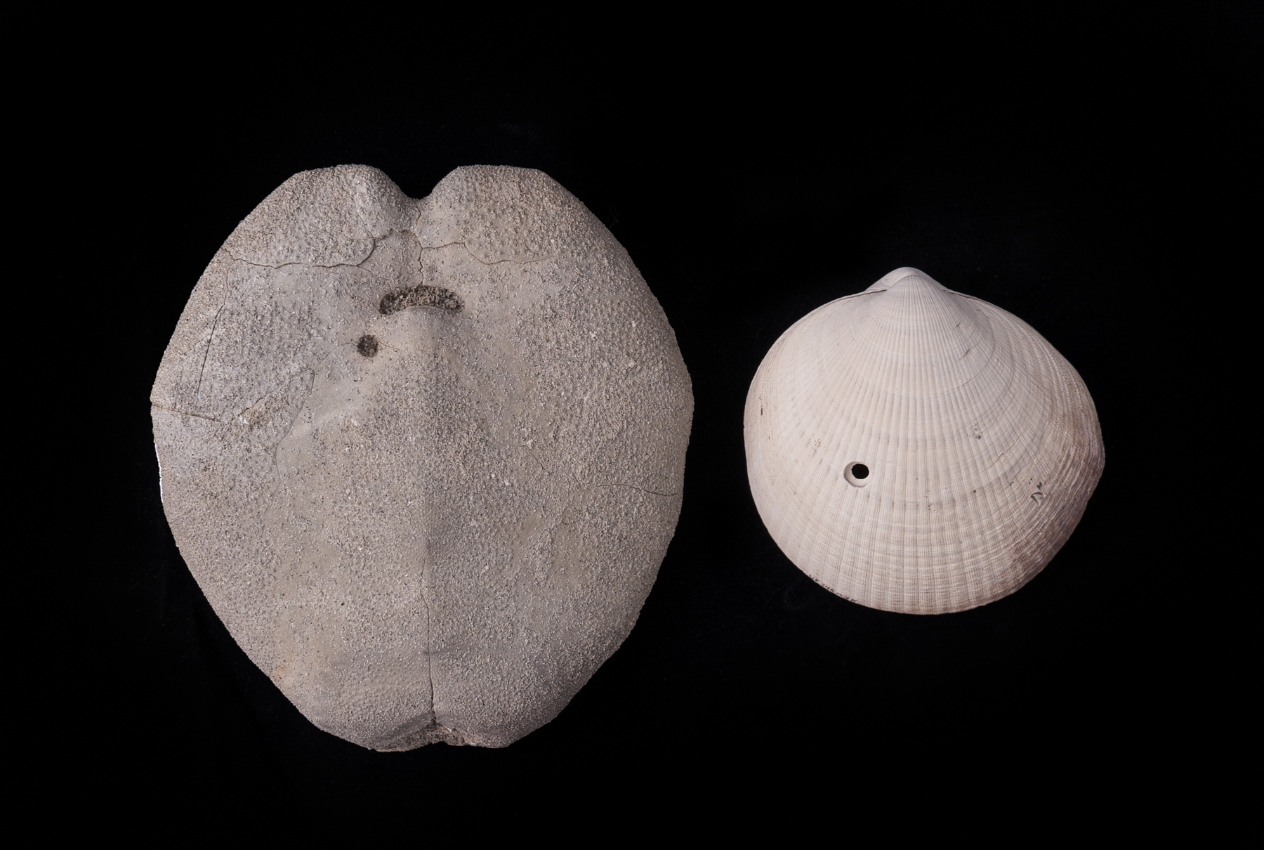 Drill holes in fossil shells point to bigger predators picking on small ...