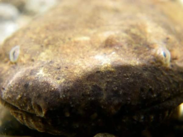 Young hellbenders need a kids’ menu – Research News