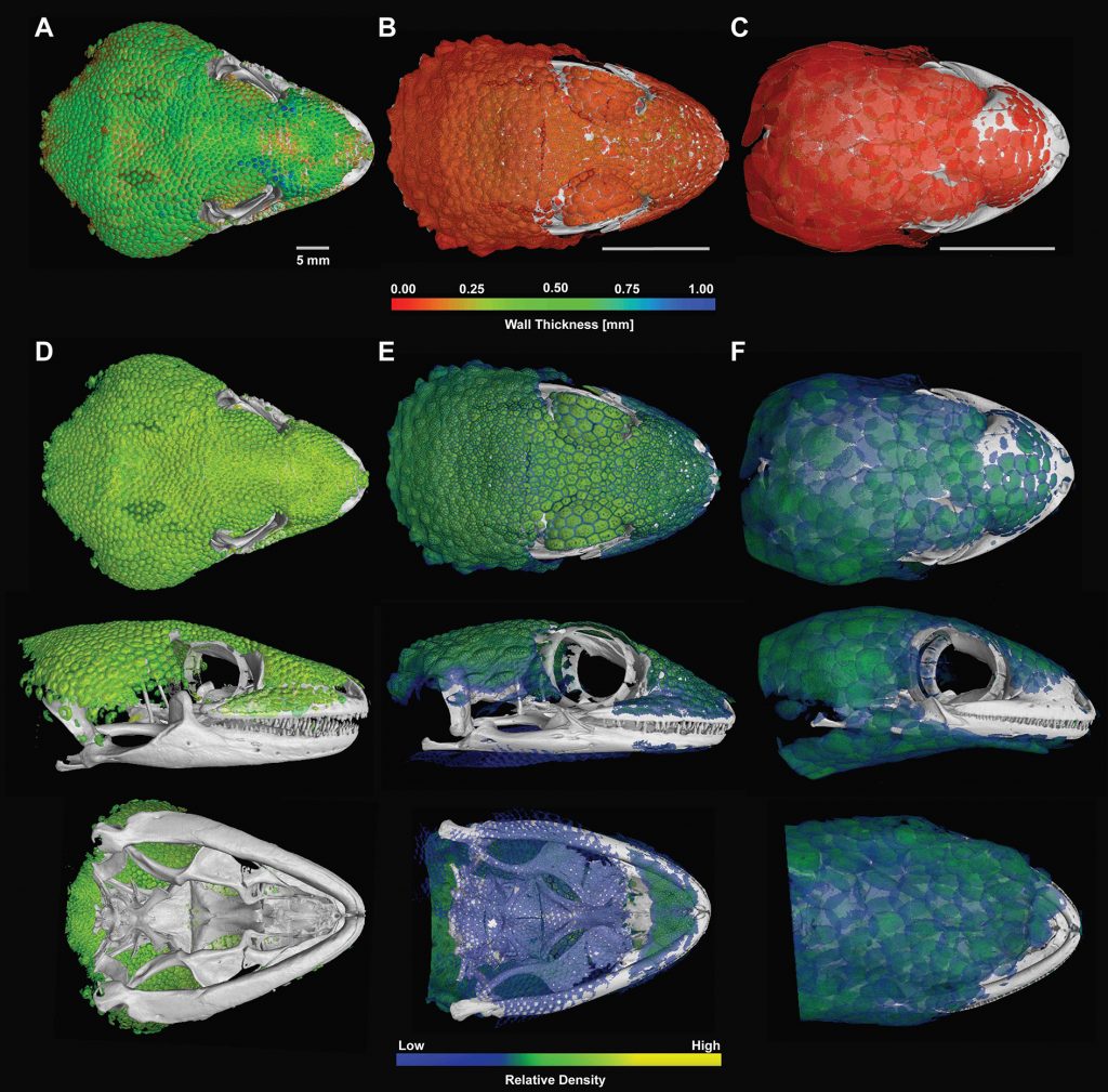 Skin-ditching gecko inexplicably leaves body armor behind when ...