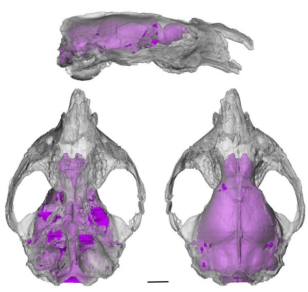 54-million-year-old skull reveals early evolution of primate brains ...