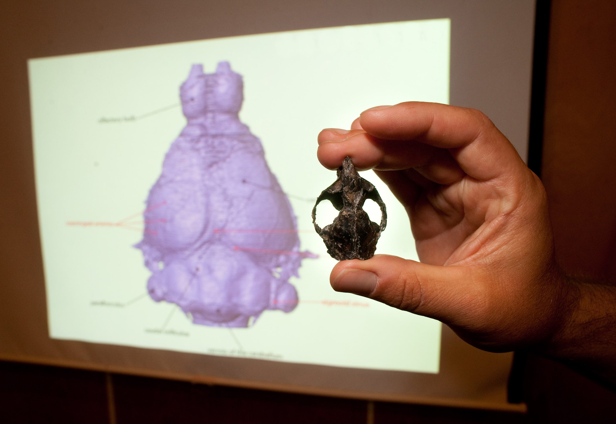 54-million-year-old skull reveals early evolution of primate brains ...