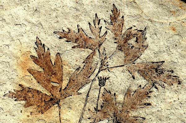 Fossil reveals new genus of 125-million-year-old eudicot from China ...