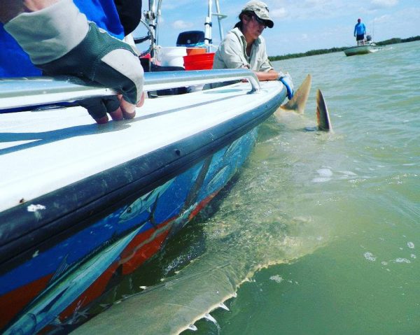 Five Facts: Sawfishes in Florida – Research News