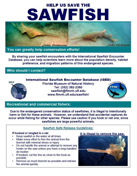 Five Facts: Sawfishes in Florida – Research News