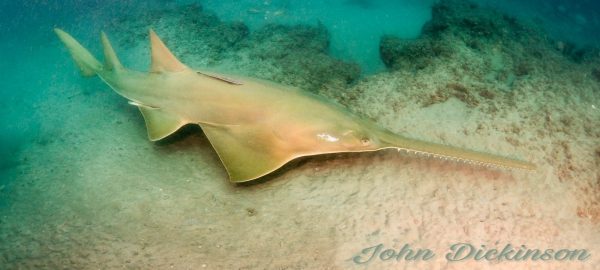 Five Facts: Sawfishes in Florida – Florida Museum Science