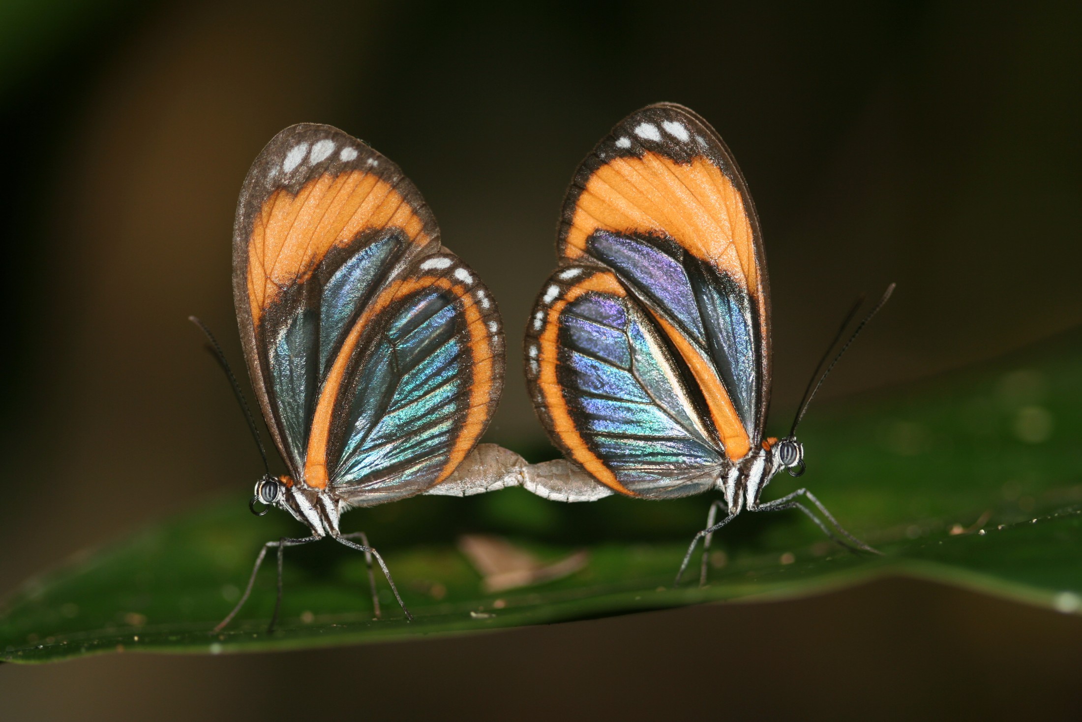 Diversity in butterfly mimicry maintained by predator distribution ...