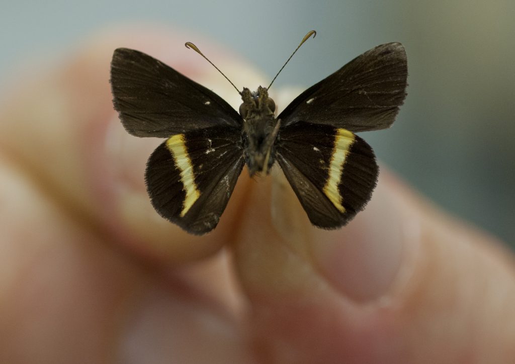 New Jamaica butterfly species emphasizes need for biodiversity research ...