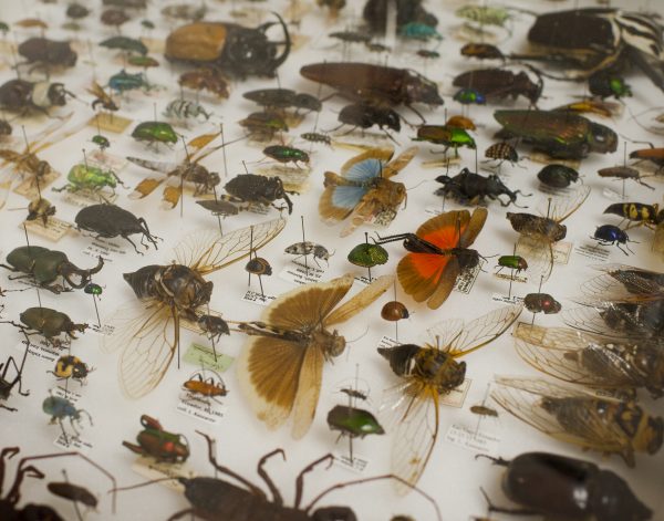 Global ‘tree of life’ study shows insects ruled Earth 400 million years ...