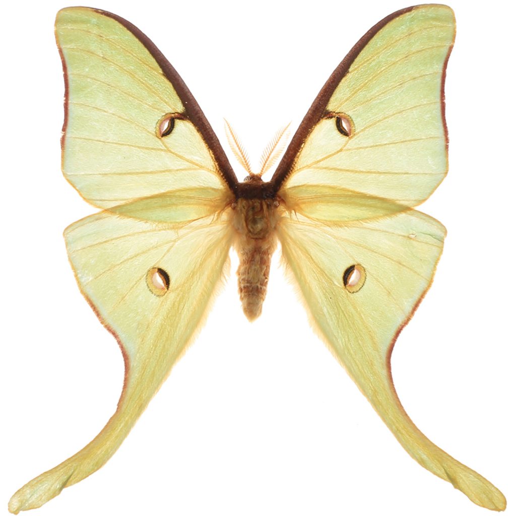 Luna moths evolved long spinning tails to defend against bats ...