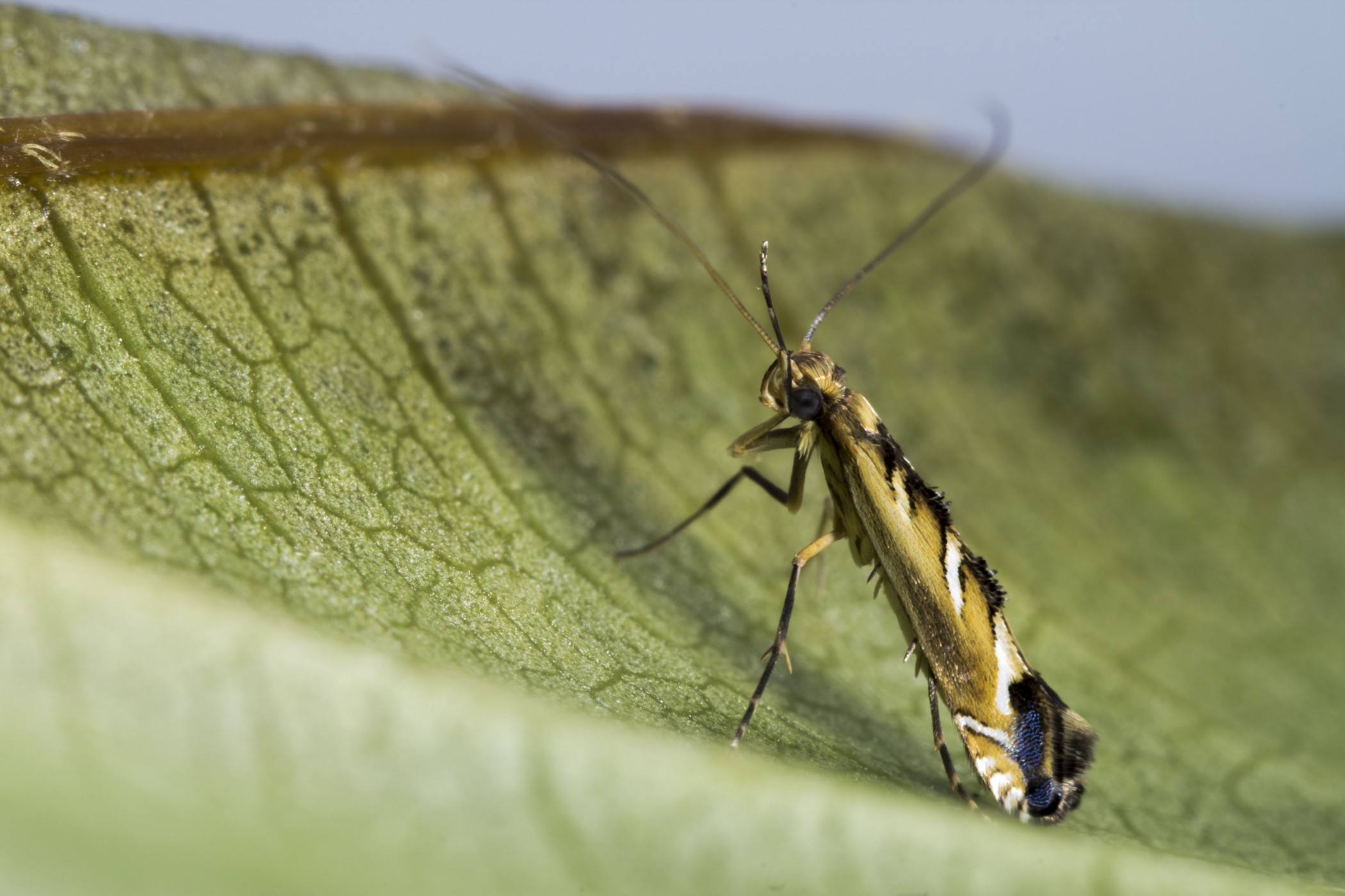 These moths are one of Hawaii’s oldest animal groups. Can they survive ...