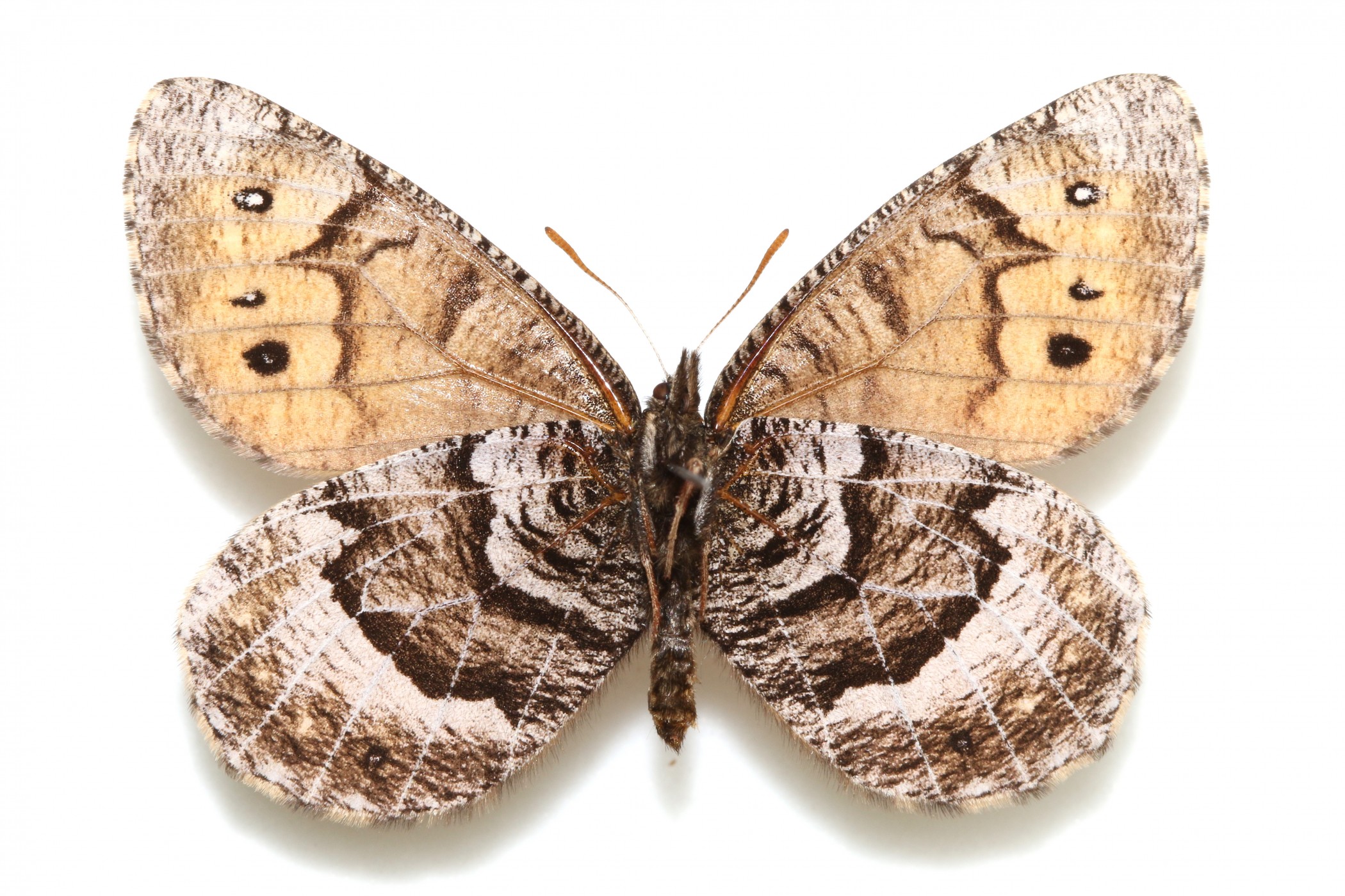 Is Alaska’s first new butterfly species in decades an ancient hybrid ...