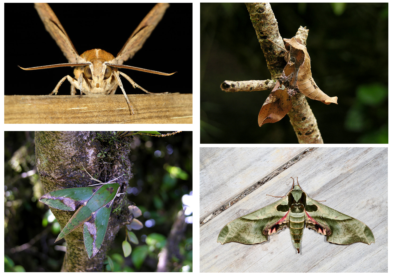 Researcher receives grant to study echolocation in moths – Research News