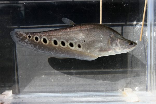 Florida Invasive Species: Clown Knifefish – Research News