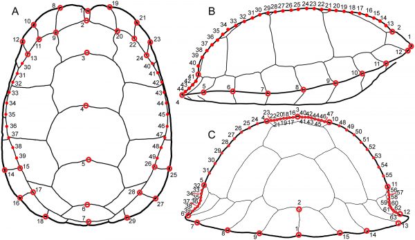 Turtle shells help decode complex links between modern, fossil species ...