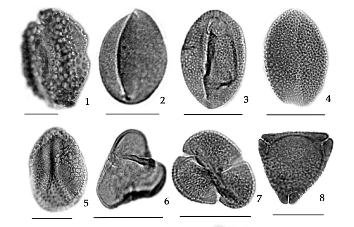 Pine Island pollen study leads to revision of state’s ancient geography ...