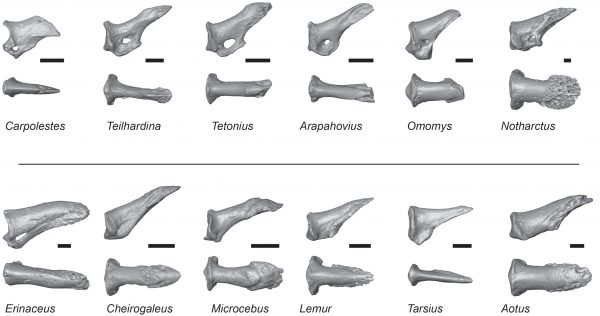 Fossils show ancient primates had grooming claws as well as nails ...