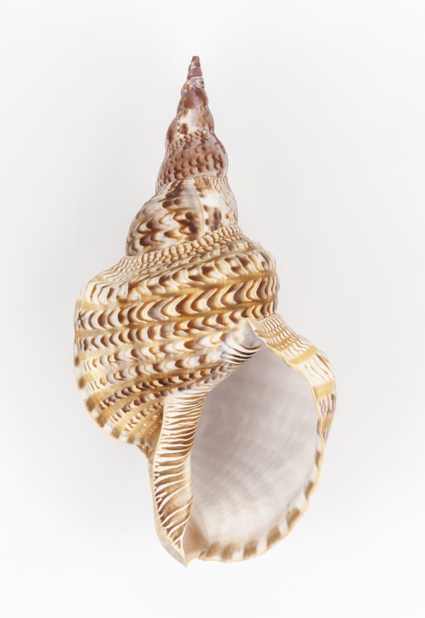 The man behind the world’s largest private shell collection – Research News