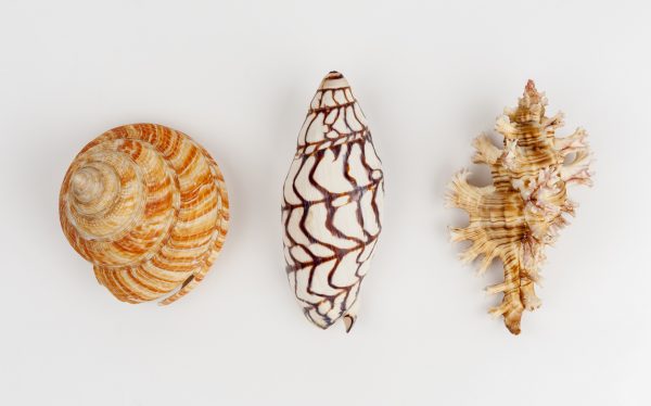 The man behind the world’s largest private shell collection – Florida ...