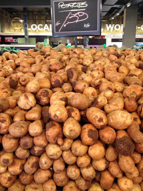 Five Facts: Geophytes – Florida Museum Science