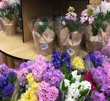 Five Facts: Geophytes – Research News