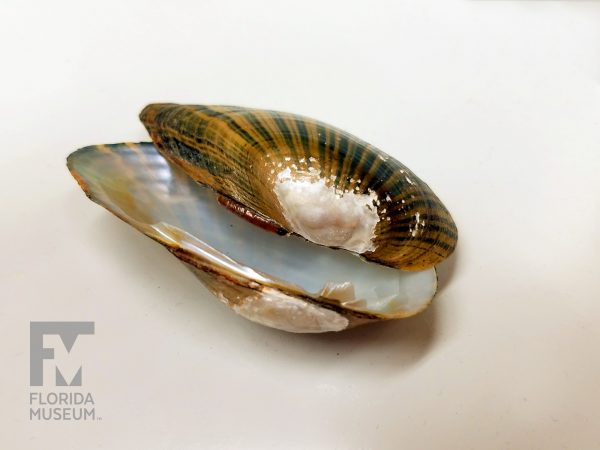 #MolluskMonday, Unionidae or river mussels – Research News