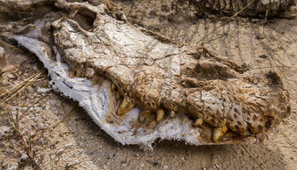 Alligator Fossils at Montbrook – Florida Museum Science