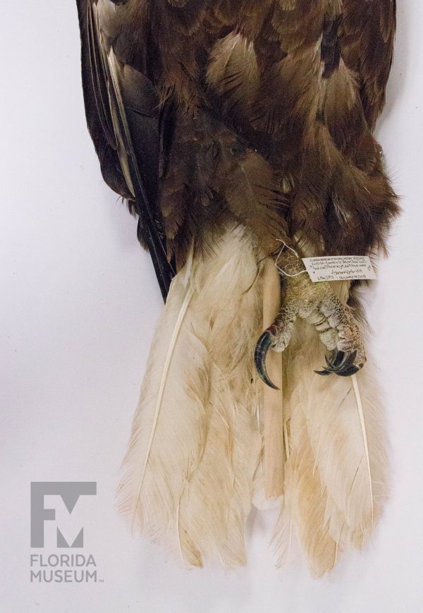 #MuseumLife, Bald Eagle Specimen – Research News