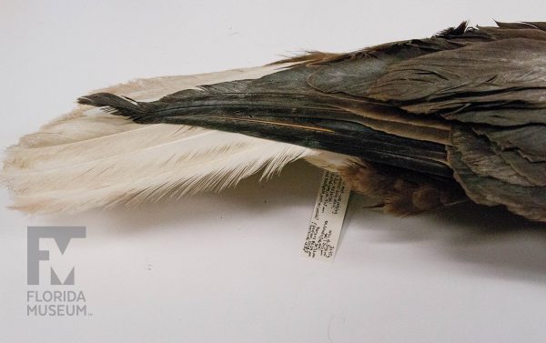 #MuseumLife, Bald Eagle Specimen – Research News