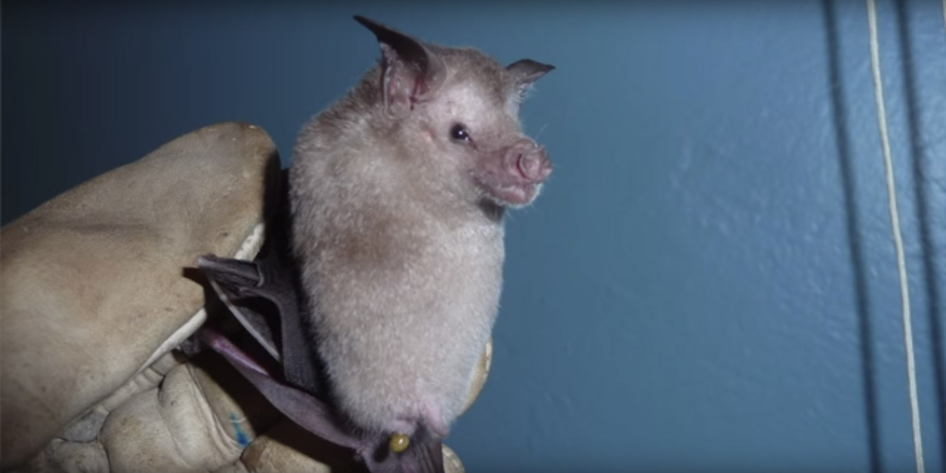 Why Science? Bat Research – Research News