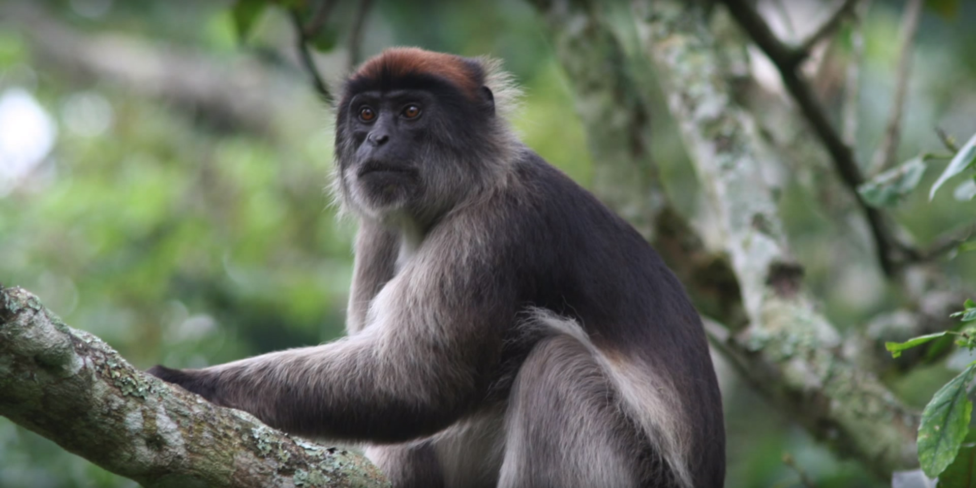 Red Colobus Monkey Genetics – Research News