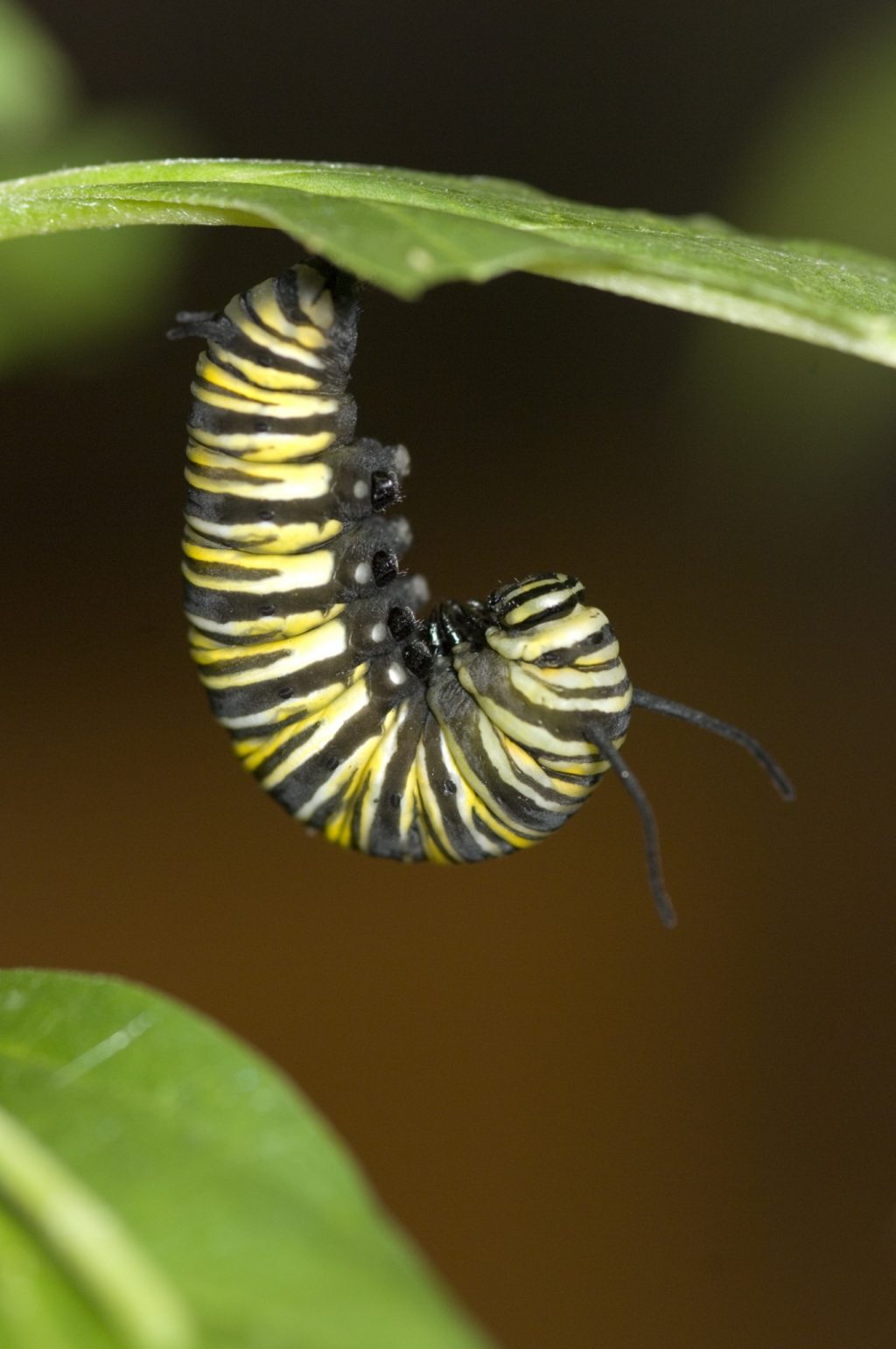 Florida monarch butterfly populations have dropped 80 percent since ...