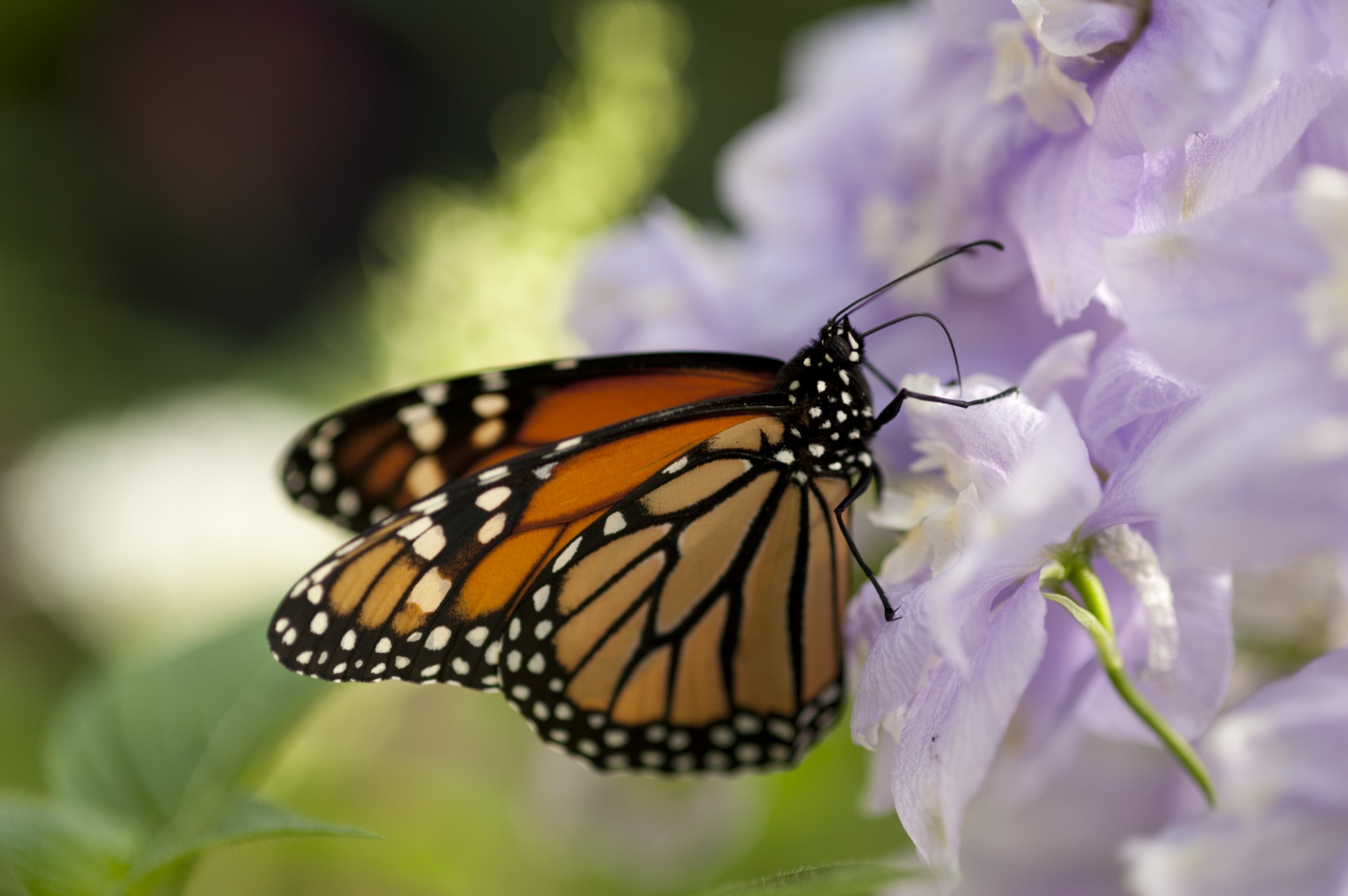 Florida monarch butterfly populations have dropped 80 percent since ...
